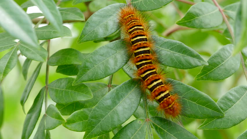 An Echo Moth (seirarctia Echo) Stock Footage Video (100% Royalty-free ...