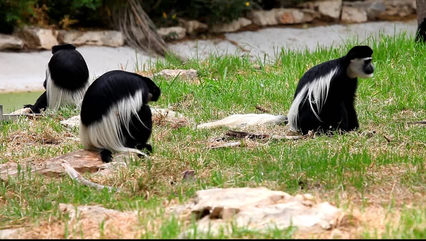 Colobus Monkey Eating Walnuts.mantled Guereza Stock Footage Video (100% ...
