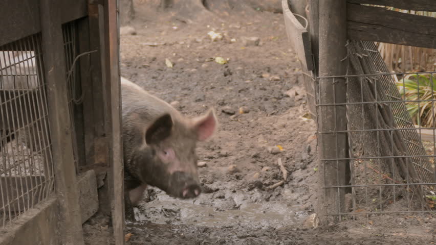 Stock video of domesticated farm pigs walking through pig | 1006615942 ...