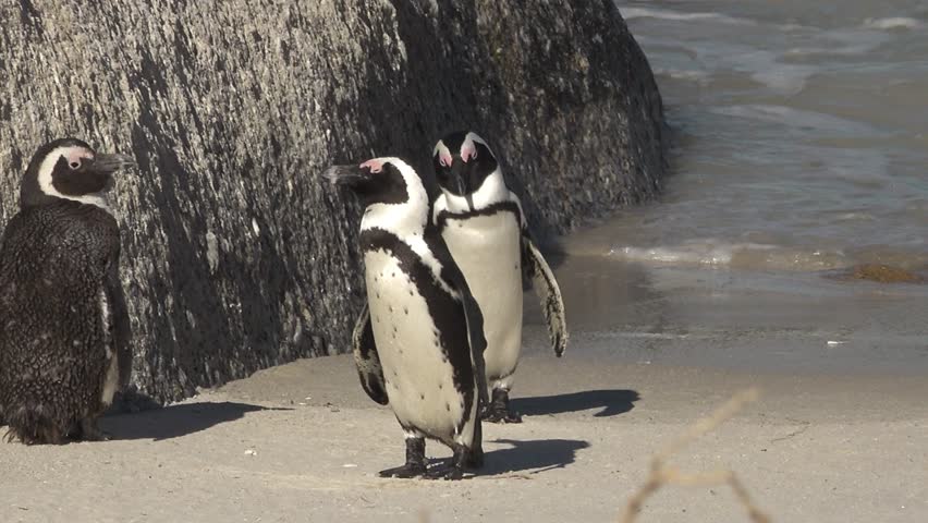 African Penguin image - Free stock photo - Public Domain photo - CC0 Images