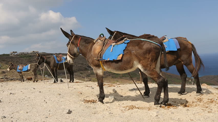 Donkey Ride Stock Video Footage - 4K and HD Video Clips | Shutterstock