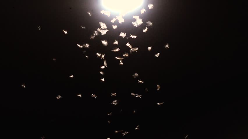 Mayfly image - Free stock photo - Public Domain photo - CC0 Images