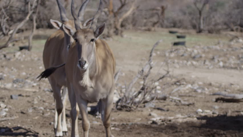African Elan Animal African Herd Stock Footage Video (100% Royalty-free ...