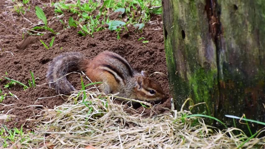 Eastern Chipmunk image - Free stock photo - Public Domain photo - CC0 ...