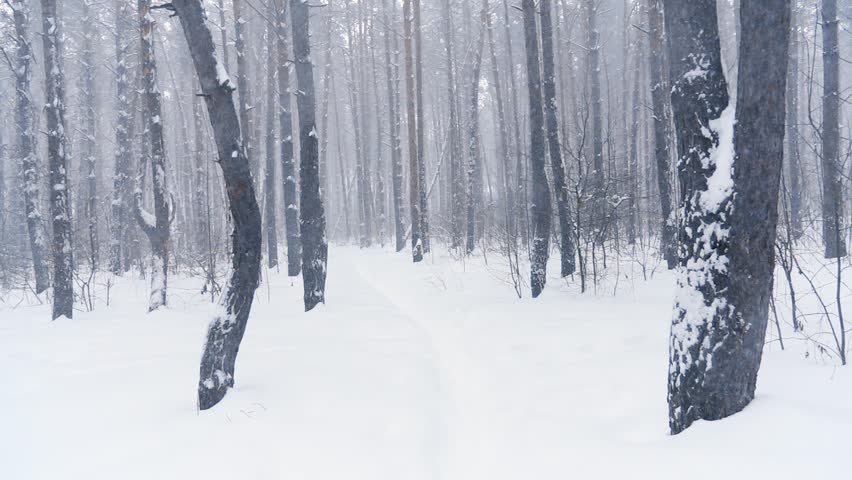 Snowy forest landscape with snow falling image - Free stock photo ...