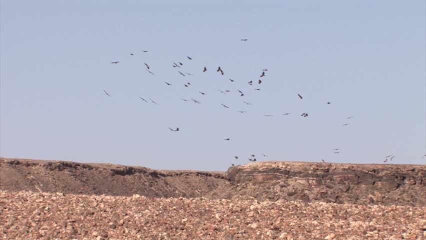 Vulture in flight image - Free stock photo - Public Domain photo - CC0 ...