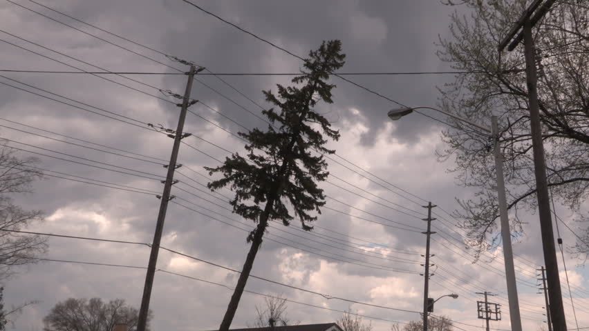 Tree On Live Electric Power Stock Footage Video (100% Royalty-free ...