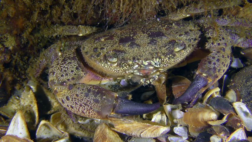 DESETERONOŽNI RAKOVI (DECAPODA) - Coggle Diagram