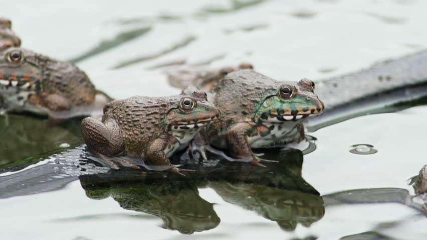 Green Frog Vector image - Free stock photo - Public Domain photo - CC0 ...