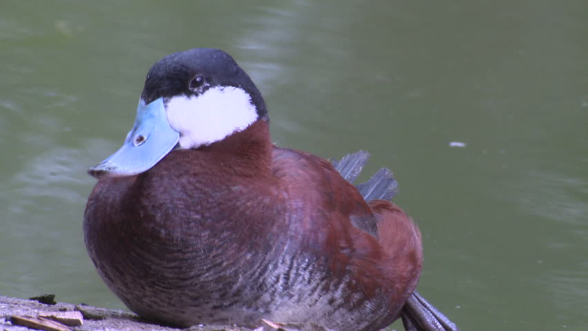Ruddy Ducks image - Free stock photo - Public Domain photo - CC0 Images