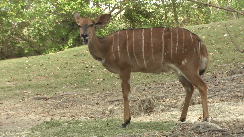 Nyala image - Free stock photo - Public Domain photo - CC0 Images