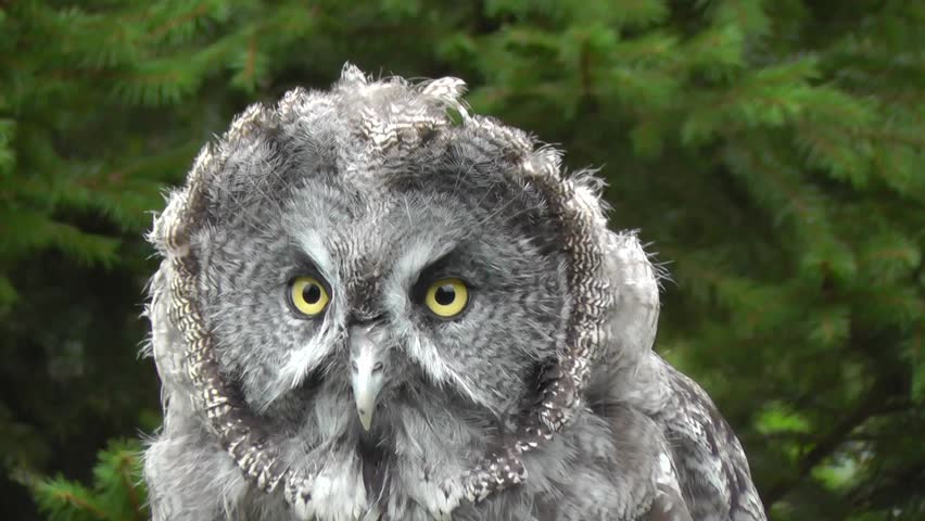 Great Grey Owl face image - Free stock photo - Public Domain photo ...