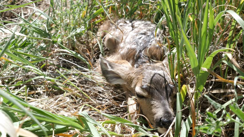 Fawn sleeping on grass image - Free stock photo - Public Domain photo ...