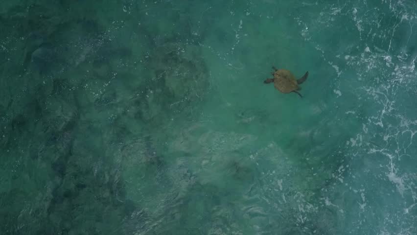 Sea Turtle on shore image - Free stock photo - Public Domain photo ...