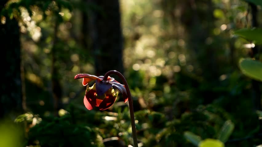 Pitcher plant closeup image - Free stock photo - Public Domain photo ...