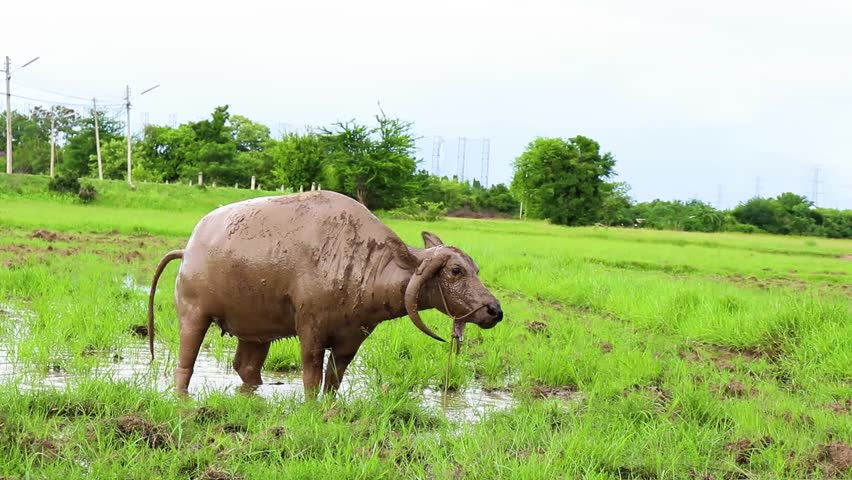 Buffalo defecate Stock Video Footage - 4K and HD Video Clips | Shutterstock