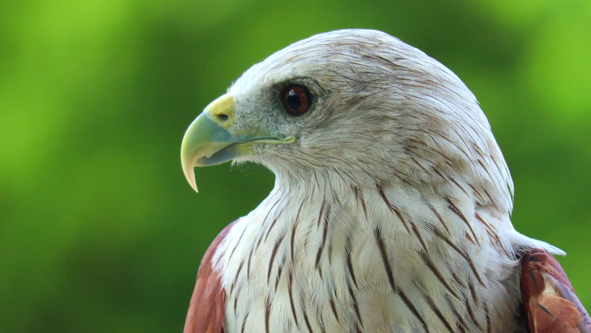 Close up of falcon face image - Free stock photo - Public Domain photo ...