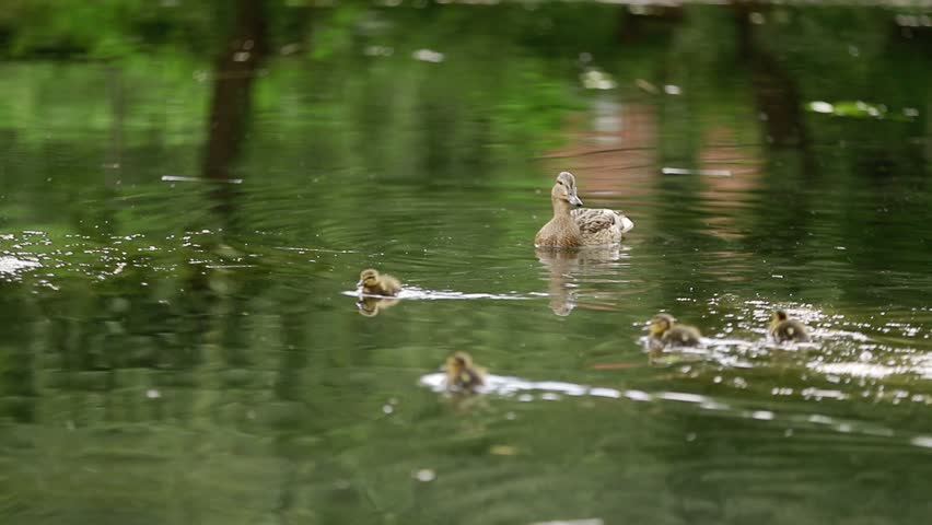 Duck and Ducklings in the pool image - Free stock photo - Public Domain ...
