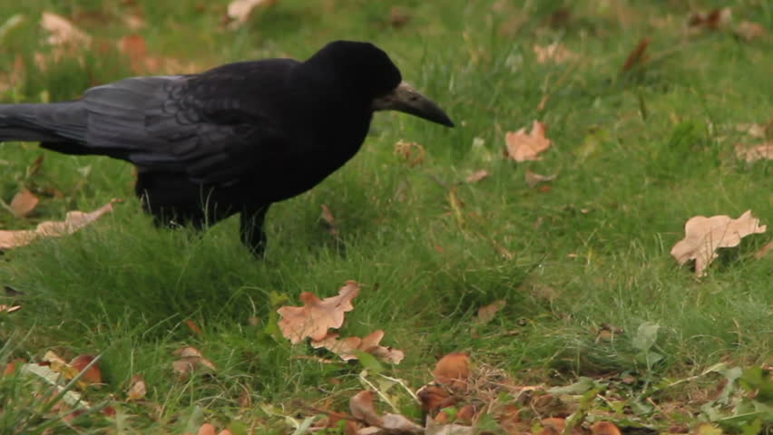 Crow on the Ground in the Grass image - Free stock photo - Public ...