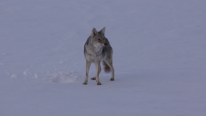Prairie Wolf Stock Video Footage - 4K and HD Video Clips | Shutterstock