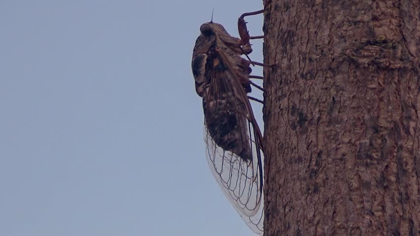 Singing Cicada On Tree, Profile Stock Footage Video (100% Royalty-free ...