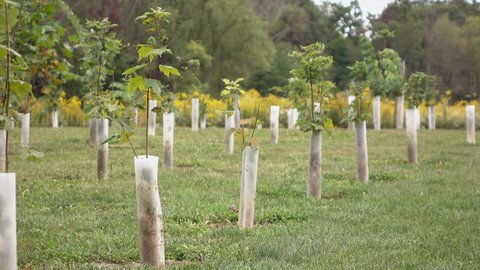 Sapling Stock Video Footage - 4K and HD Video Clips | Shutterstock