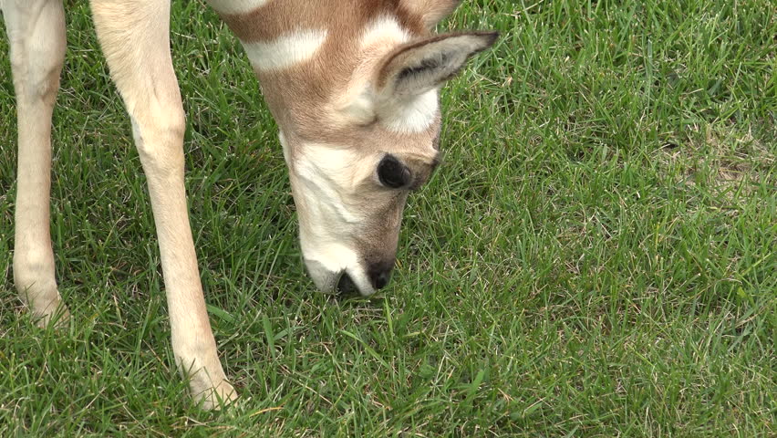 Pronghorn Antelope - Antilocapra americana image - Free stock photo ...