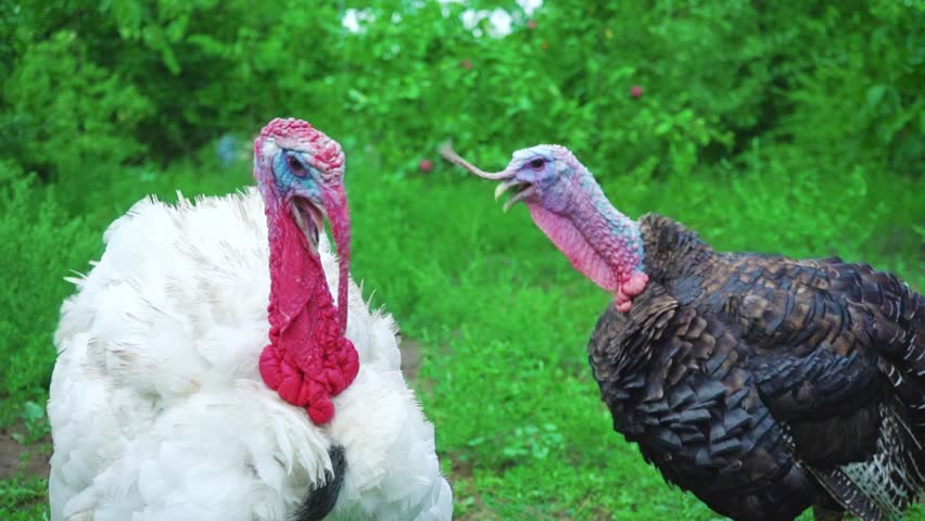 Wild Turkey walking image - Free stock photo - Public Domain photo ...