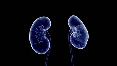 Urinary System Stock Video Footage - 4K and HD Video Clips | Shutterstock