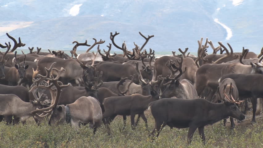 Large herd of Deer image - Free stock photo - Public Domain photo - CC0 ...