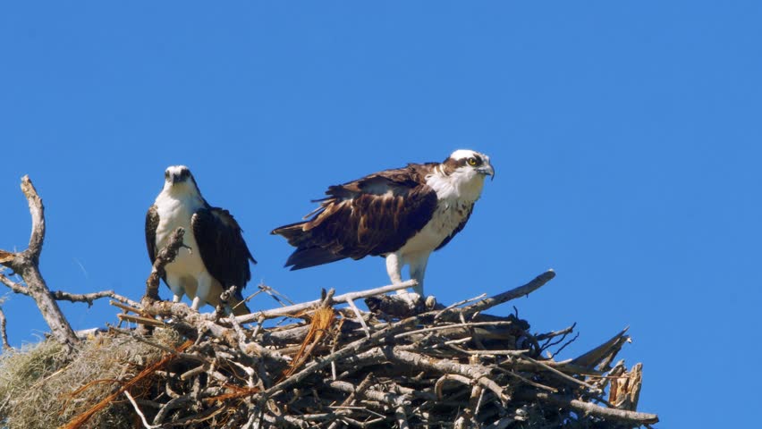 Ospreys in the nest image - Free stock photo - Public Domain photo ...