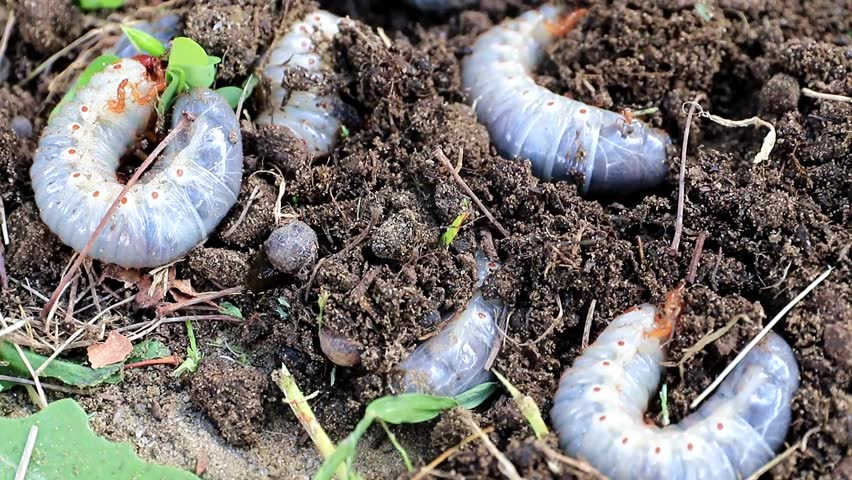 larvae in garden soil | Fasci Garden