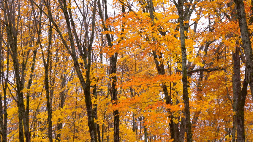 Maple Leaf Canada Stock Video Footage - 4K and HD Video Clips ...