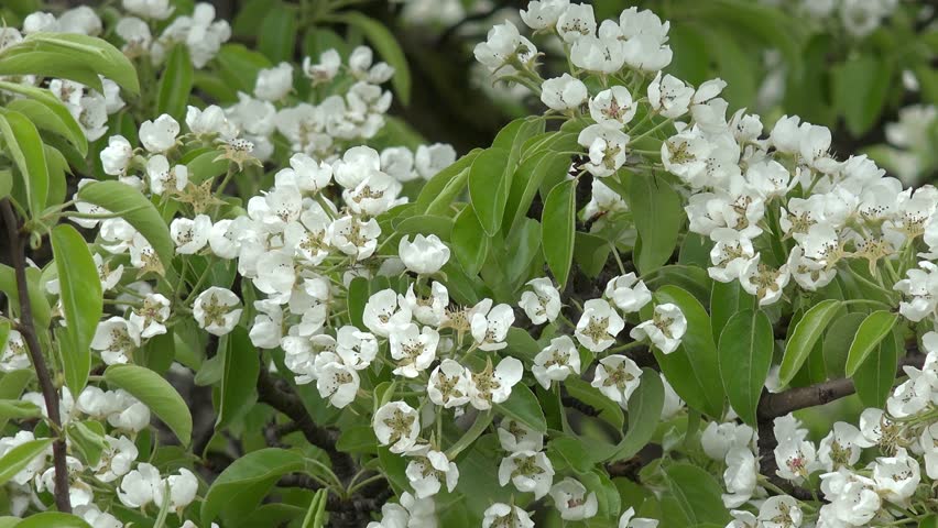 Plumeria (common Name Frangipani) Flowers - Typical Hawaiian Tropical ...