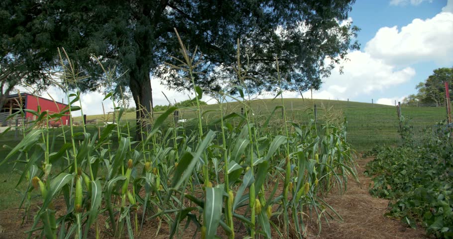 Rows of corn crops with barn image - Free stock photo - Public Domain ...