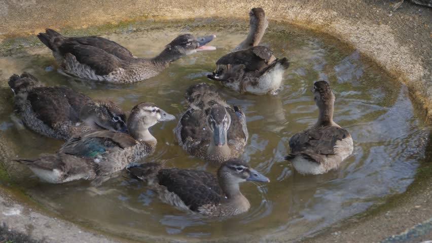 A Group of Ducks Fill Stock Footage Video (100% Royalty-free ...