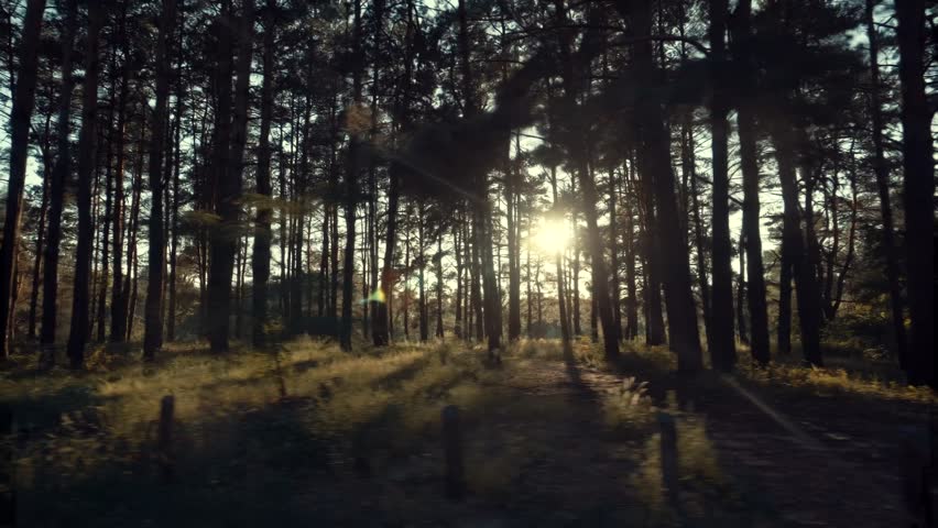 Forest Path with light shining through image - Free stock photo ...