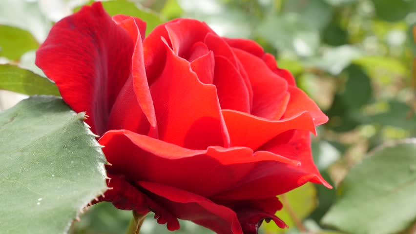 Beautiful Natural Rose Flowers Pics | Best Flower Site