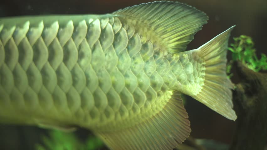 A freshwater fish with long tail image - Free stock photo - Public ...