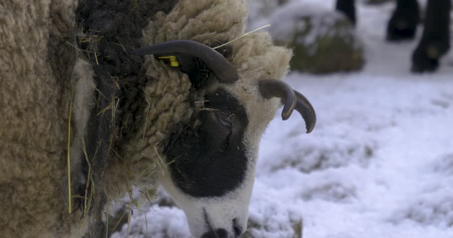 Sheep with horns closeup image - Free stock photo - Public Domain photo ...