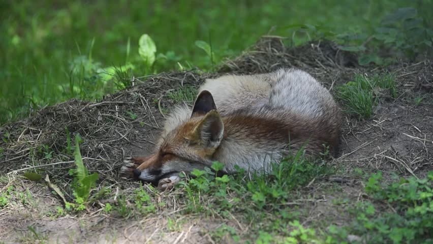 Curled Up Fox image - Free stock photo - Public Domain photo - CC0 Images