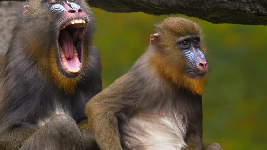 Mandrill (mandrillux Sphinx) Social Grooming Stock Footage Video (100% ...