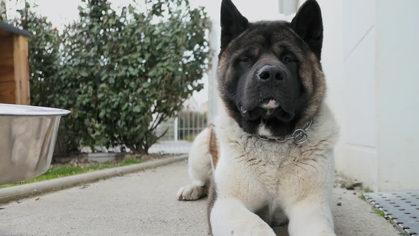 Akita Inu Adult Big Japanese Stock Footage Video (100% Royalty-free ...