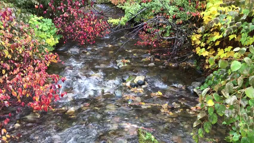 Stream landscape in British Columbia, Canada image - Free stock photo ...