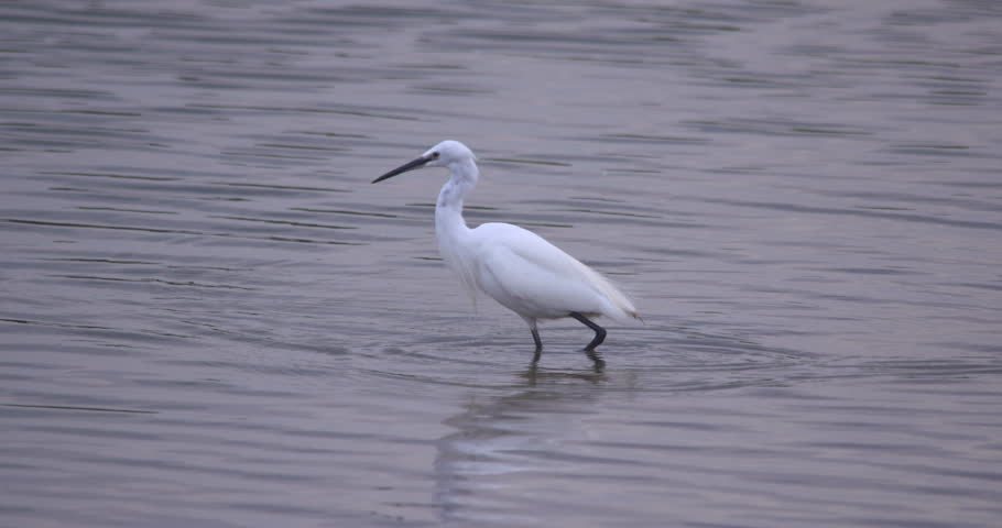 Fish-eating Bird image - Free stock photo - Public Domain photo - CC0 ...