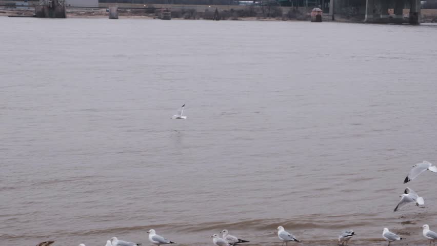 Ring Billed Gull in flight image - Free stock photo - Public Domain ...
