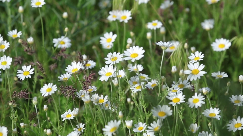 Daisy field image - Free stock photo - Public Domain photo - CC0 Images