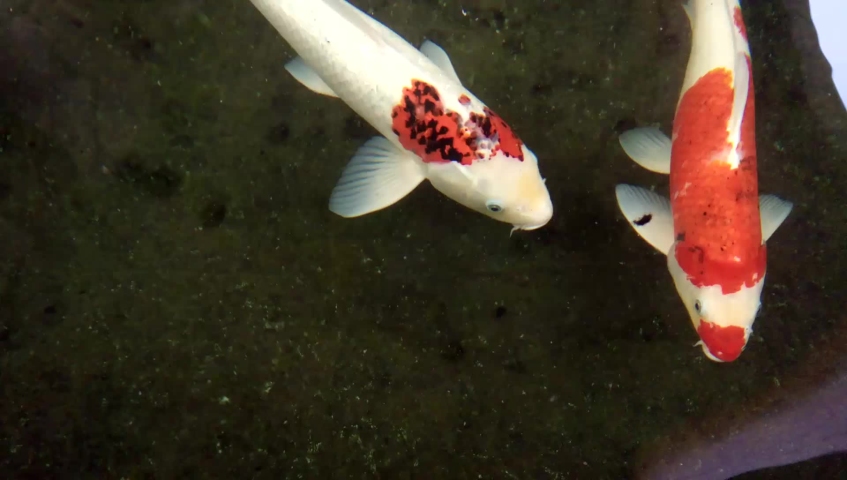 Colored Koi fish in Pond image - Free stock photo - Public Domain photo ...