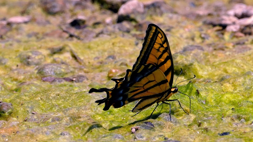 Tiger Swallowtail Butterfly flying image - Free stock photo - Public ...
