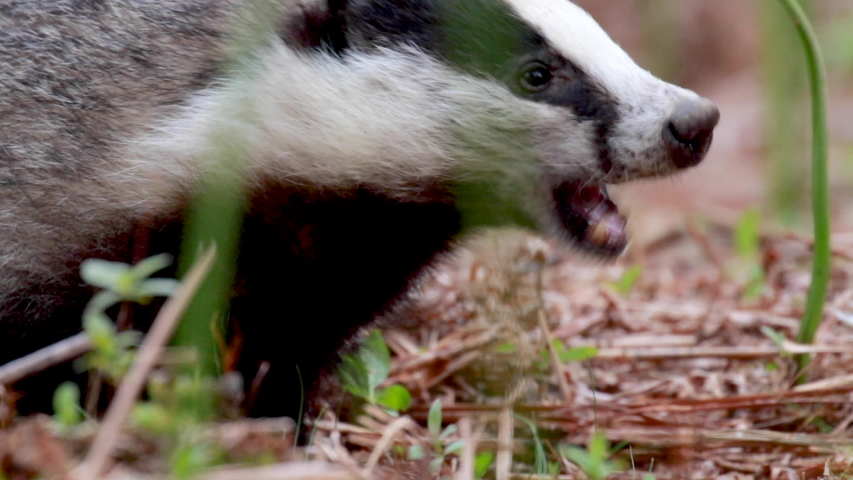 Badger image - Free stock photo - Public Domain photo - CC0 Images